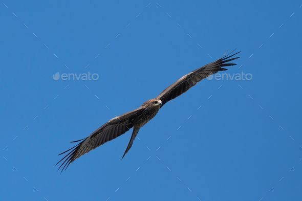 Majestic hawk flying majestically in the sky with its wings fully ...