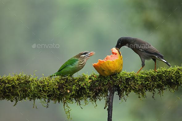 White-cheeked (small green) Barbet and common myna having fruits as ...