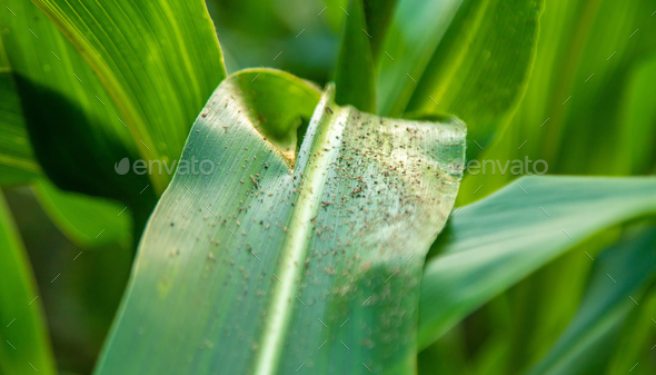 Field corn aphids leaves parasites pests. Selective focus. Stock Photo ...