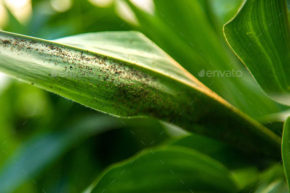 Field corn aphids leaves parasites pests. Selective focus. Stock Photo ...