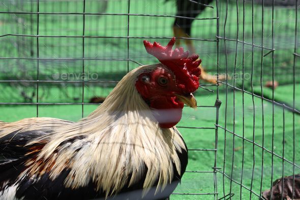Rooster perched in a metal cage at a livestock show, surrounded by hay ...