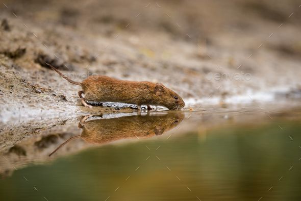 Close-up of a mouse taking a refreshing drink of water from a small ...