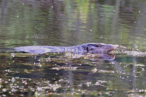 Large water monitor swimming in water Stock Photo by wirestock | PhotoDune