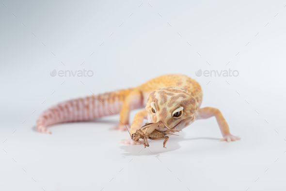 Yellow gecko lizard trying to catch bug isolated on white background ...