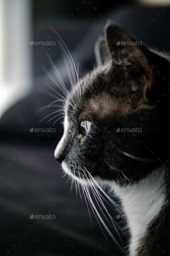 Profile picture of a cat looking outside the window. Stock Photo by ...