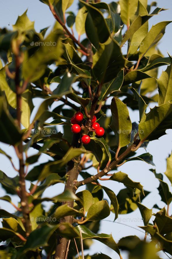 a holly berry tree is blooming with many red berries Stock Photo by ...