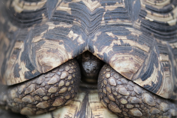Of a turtle head poking out of its shell Stock Photo by wirestock ...