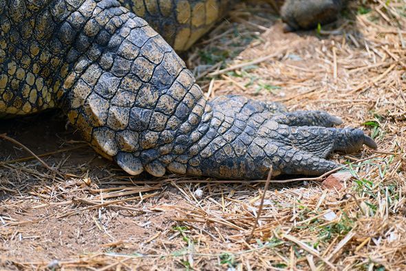 Close up and detail of a foot of a Nile Crocodile, at Kalimba Reptile ...