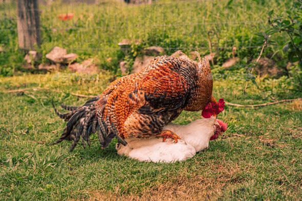 High-resolution close-up image of a rooster in the midst of a mating ...