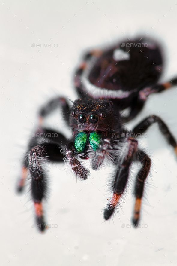 Macro shot of details on a fuzzy black jumping spider Stock Photo by ...