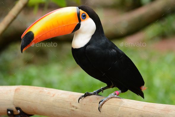Vibrant closeup image of a Toco toucan, its beak open and showing off ...