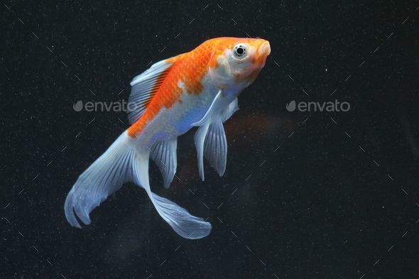 Comet Goldfish