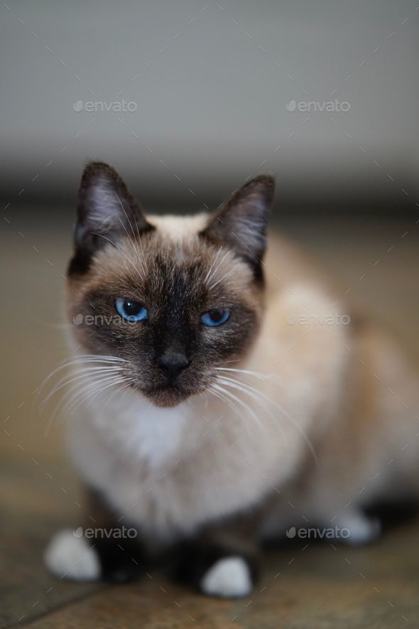 Close Portrait Shot Long Haired Female Siamese Cat Stock