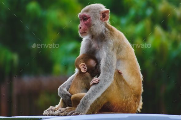 Adorable baby monkey snuggled up with its mother in an intimate moment ...