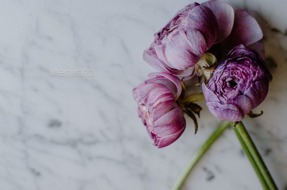 Close up image of purple Persian buttercup on a white marble surface ...