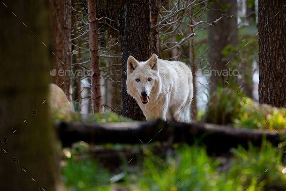 White wolf surrounded by greenery in a forest in the daylight Stock ...