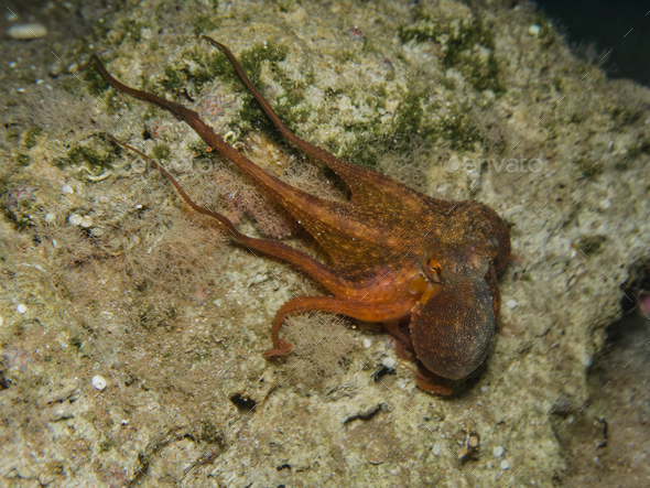 Common octopus-Octopus vulgaris Stock Photo by SakisLazarides | PhotoDune