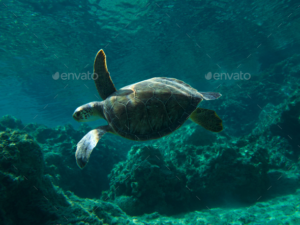 Green sea turtle from Cyprus Stock Photo by SakisLazarides | PhotoDune