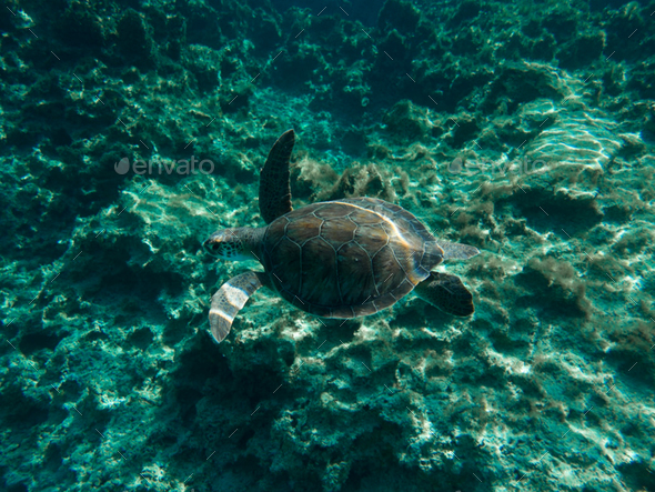 Green sea turtle from Ayia Napa, Cyprus Stock Photo by SakisLazarides