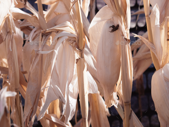 Farm Field of Corn in Fall Stock Photo by arina-habich | PhotoDune