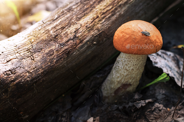 Orange cap boletus. Crop of forest edible mushrooms. Stock Photo by ...