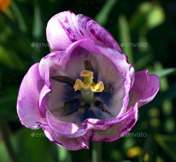 Yellow Purple Tulips