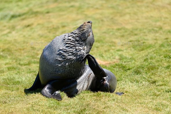 Fur Seal scratching at Grytviken - South Georgia Island Stock Photo by ...