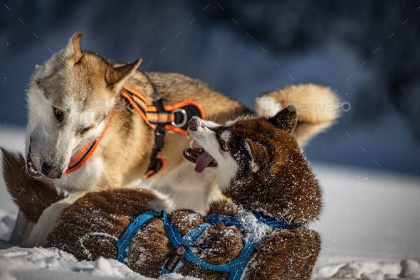 Husky dogs fighting and playing in the snow Stock Photo by wirestock