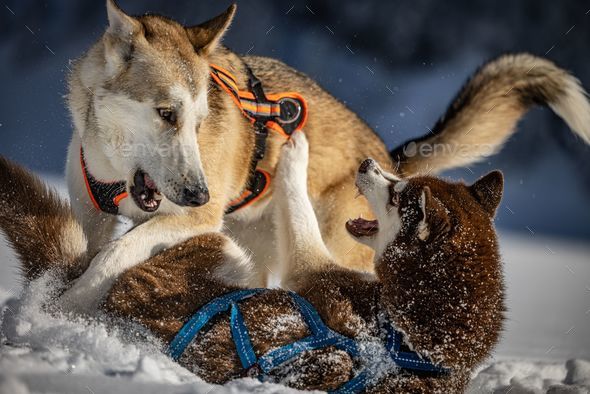 Husky dogs fighting and playing in the snow Stock Photo by wirestock