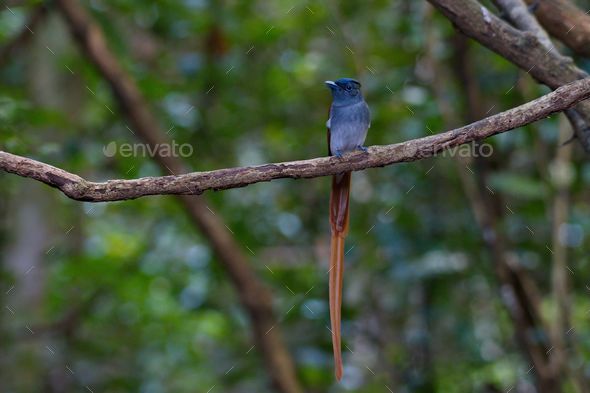 a blue bird is sitting on a tree limb in the woods Stock Photo by wirestock