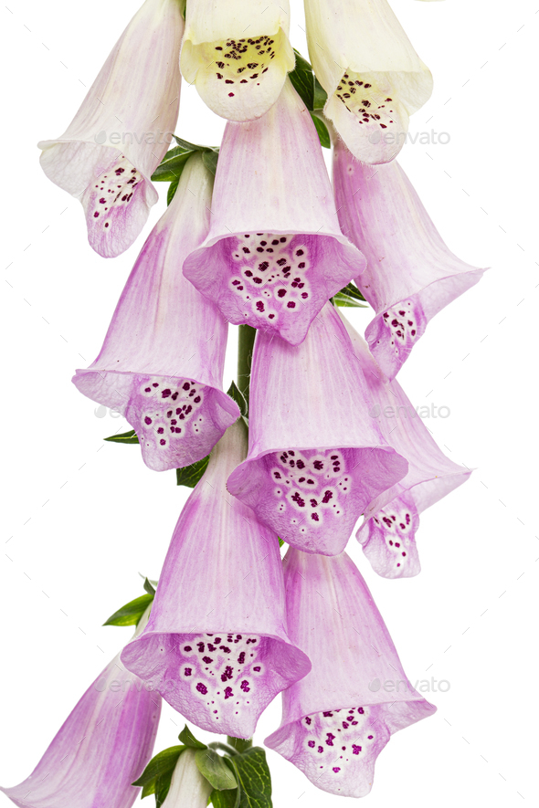 Flower of foxglove closeup, lat. Digitalis, isolated on white ...