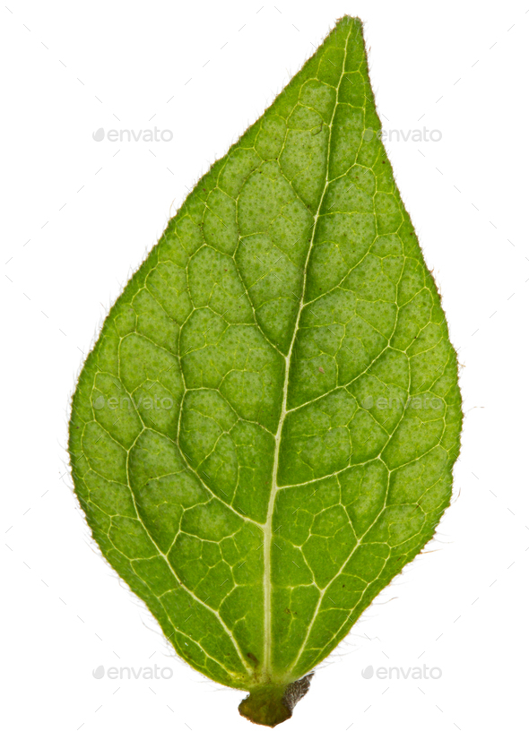 Leaf of brunnera flower, forget-me-not, myosotis, isolated on white ...