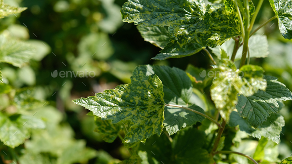 Currant leaves damaged by fungal diseases or insect pests. Stock Photo ...