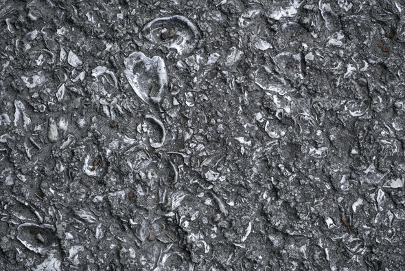 Seashell Sidewalk Stock Photo by mtyoung | PhotoDune