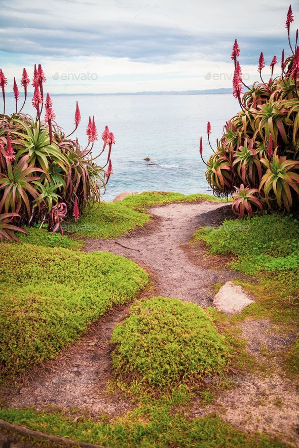 Scenic pathway leading to a tranquil body of water, surrounded by lush ...