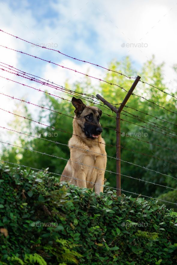 German Shepherd behind fence, grass, tree, blue sky Stock Photo by ...