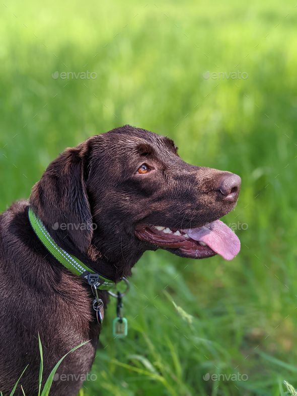 Portrait of an adorable Labrador Retriever standing in the green lush ...