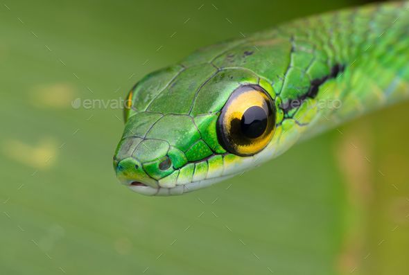 Little Green Snake