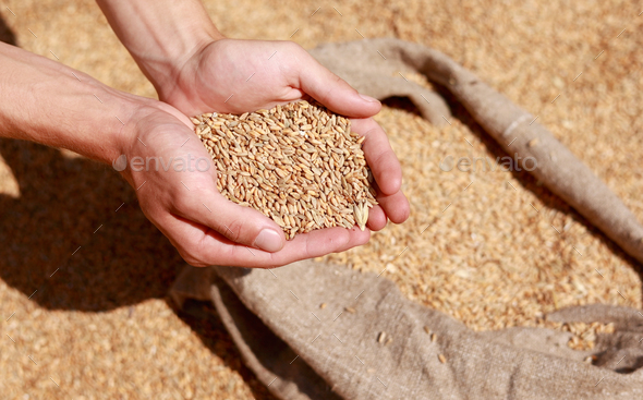 Wheat grains in a hand after good harvest of successful farmer. Hands ...