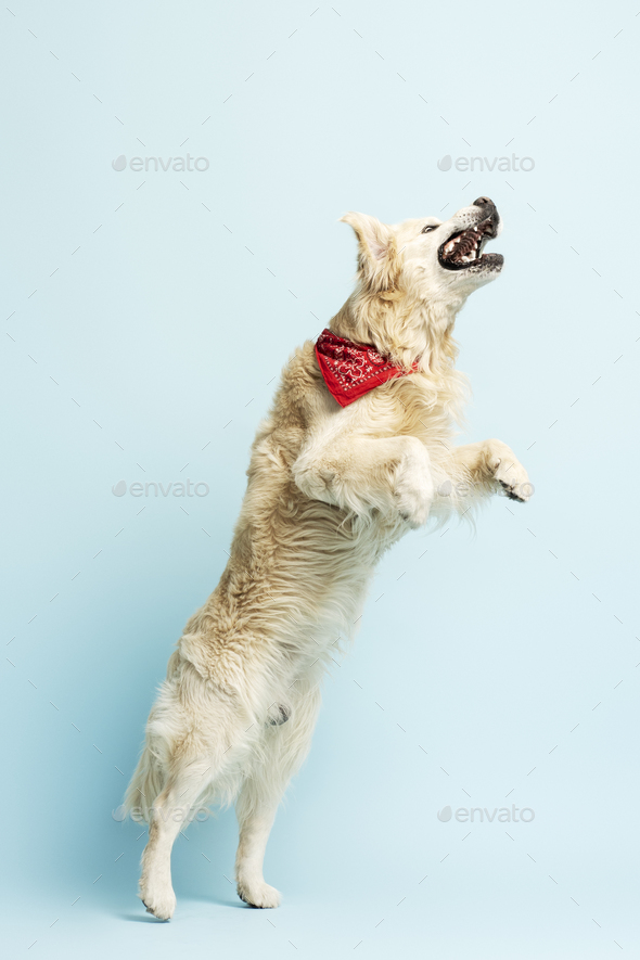Active beautiful golden retriever jumping up catching food isolated on ...