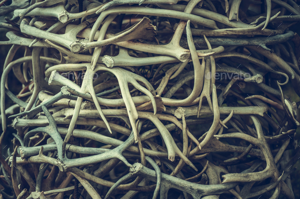 Pile of Deers Antlers Stock Photo by duallogic | PhotoDune