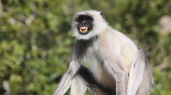 Gray Langur, Stock Footage | VideoHive