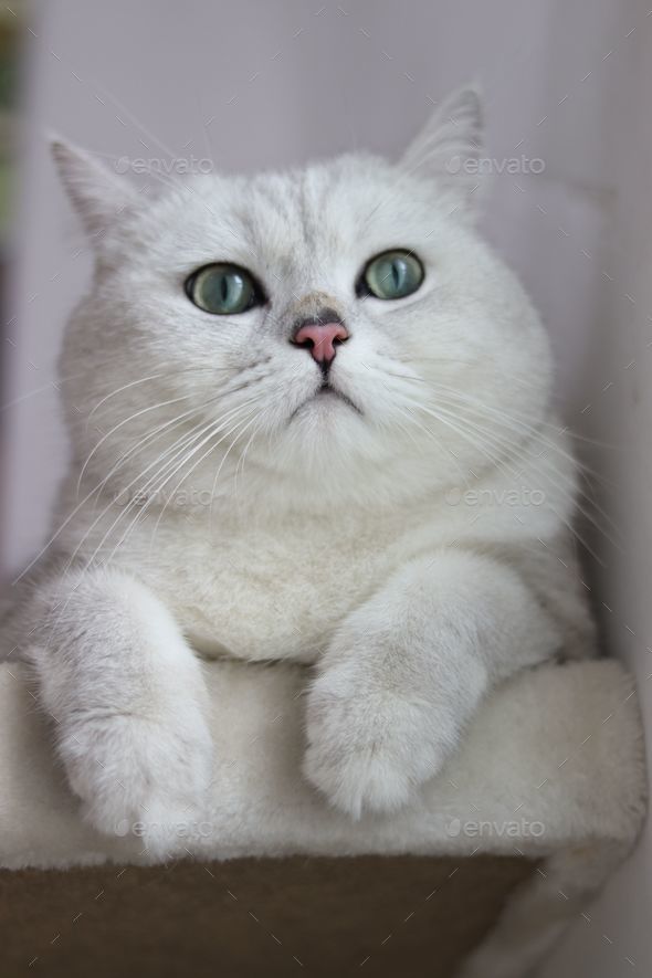 British Shorthair Cat Blue Eyes