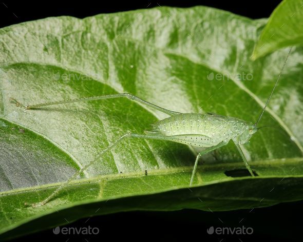 small green insect resting on leaf in dark room with no one watching ...
