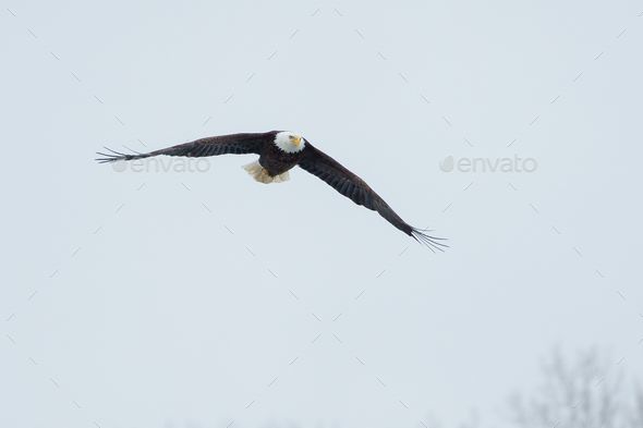 Bald eagle soaring through the sky, showing its majestic wingspan while ...