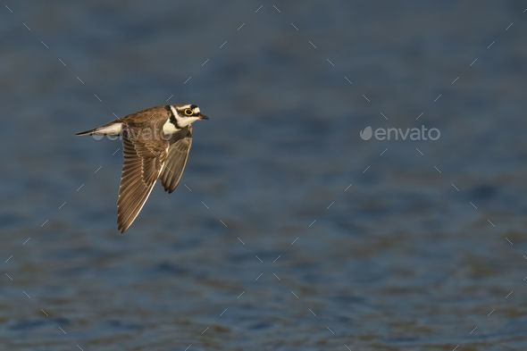 Little Ringed Plover flying over sea waves Stock Photo by wirestock