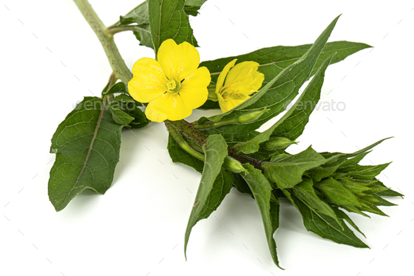 Oenothera biennis, common evening-primrose, evening star, Isolated on ...