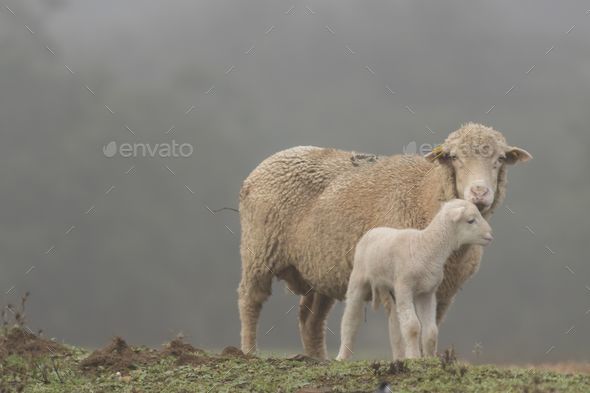 Fluffy sheep with a lamb stand in a foggy meadow Stock Photo by wirestock