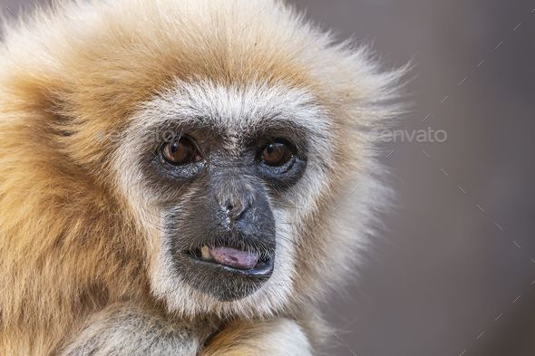 Gibbon aggressively screaming on a blurred background Stock Photo by ...