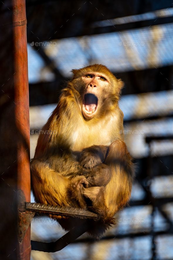 Inquisitive monkey yawning in a zoo, its face illuminated by the sun ...